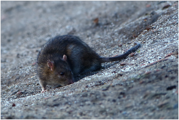 How to Kill Rats | Fast & Humane Rat Removal Solutions