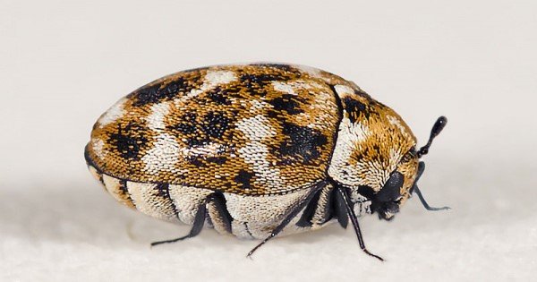 Three signs of Carpet Beetles