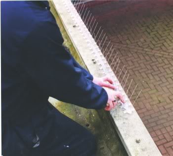 Problem Birds: The Worst Bird Pests Identified and Ranked