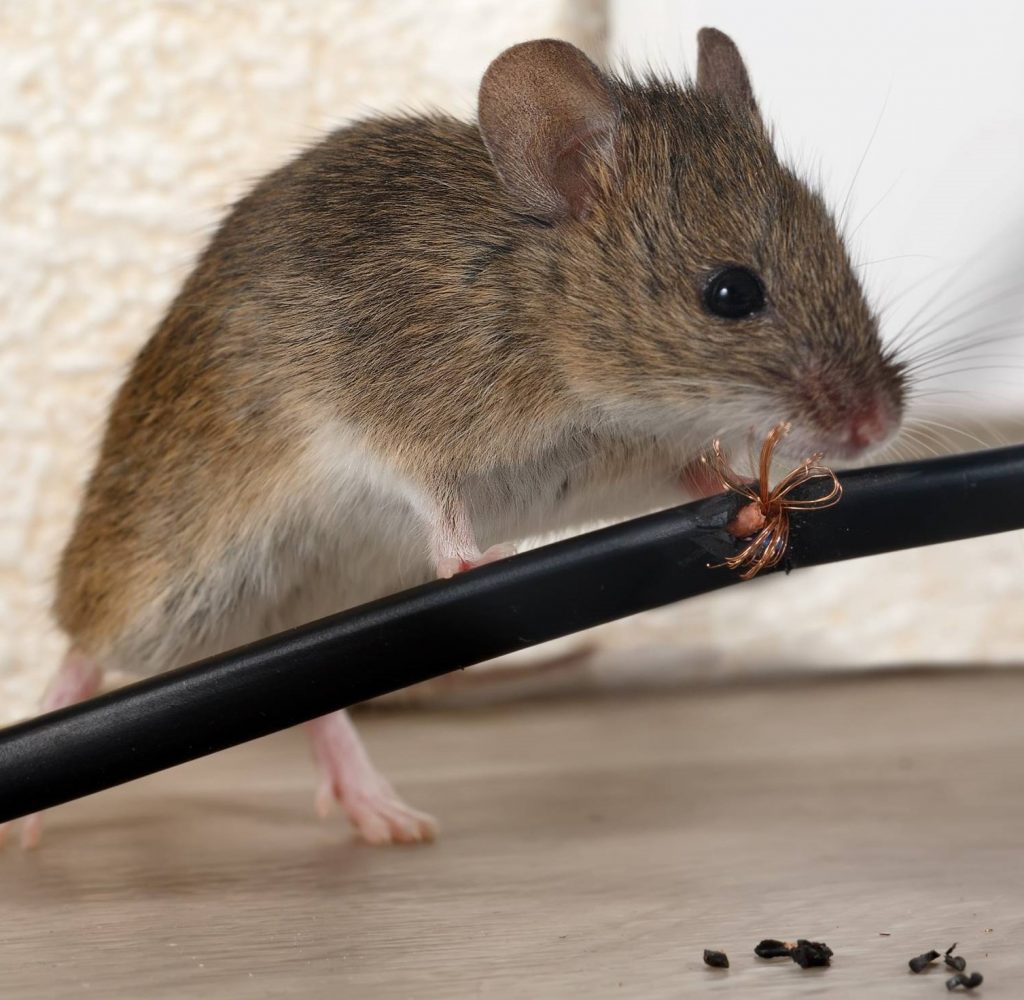 How to Solve Rodent Problems in Your Business