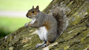 How the Much-Loved Squirrel can become a Nuisance Pest