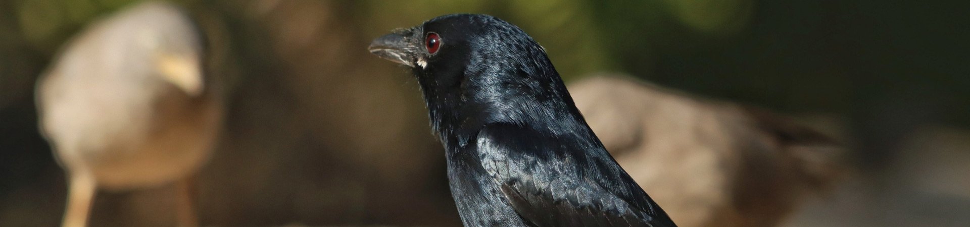Carrion Crow Pest Control | Safeguard