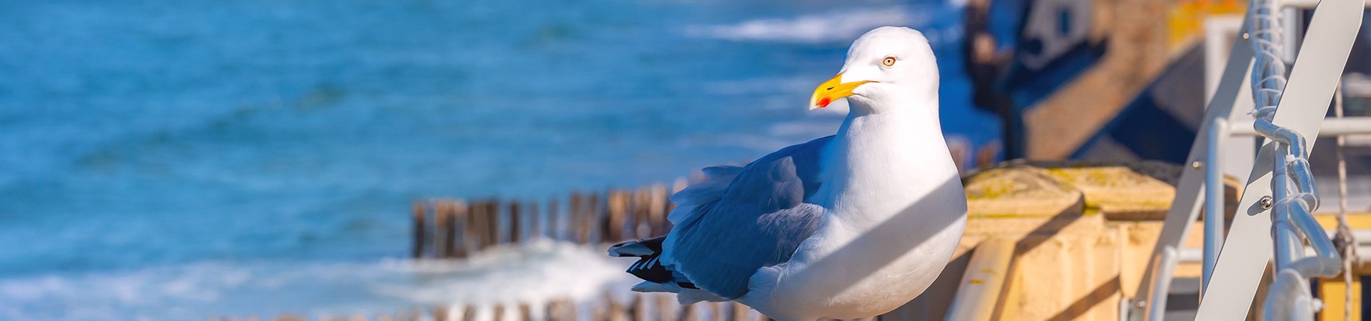 Gull Pest Control | Safeguard
