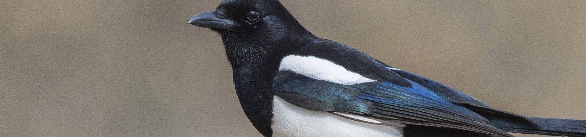 Magpie Pest Control | Safeguard