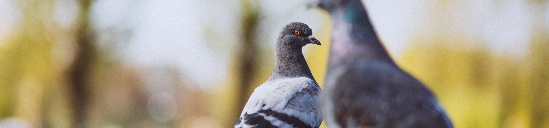 Pigeon Pest Control | Safeguard
