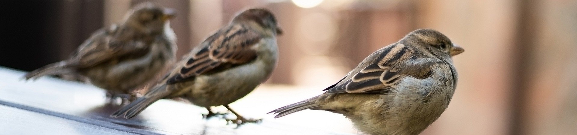 Sparrow Pest Control | Safeguard