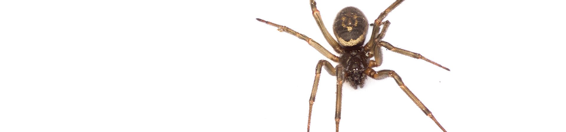Spider Pest Control | Safeguard