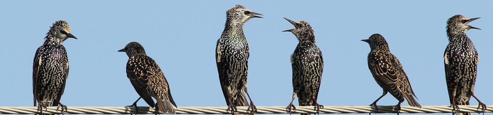 Starling Pest Control | Solutions & Advice | Safeguard