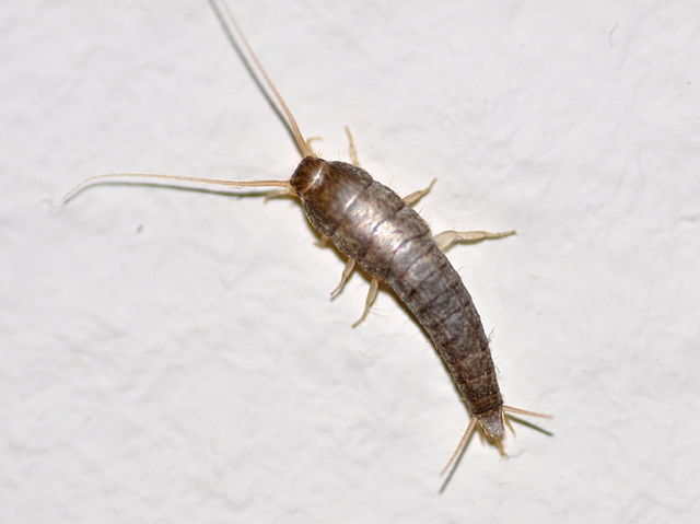 Identifying and Treating a Silverfish Infestation