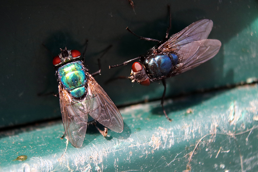 Commercial Fly Screens | Fly Control Solutions